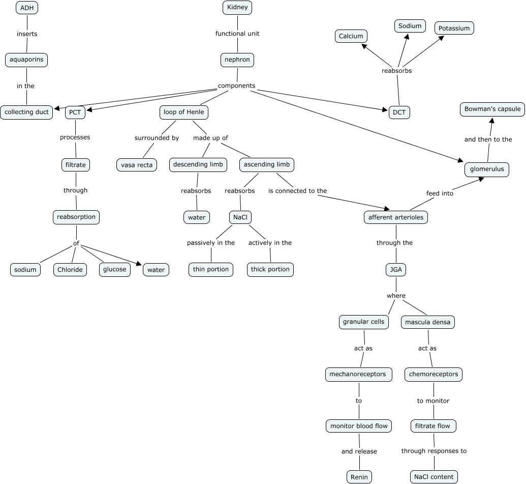 Urinary System Concept Map